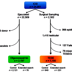 Flow chart explaining the allocation of ICSI cycles.