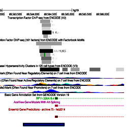 Identification and characterization of putative RP11 promoter.