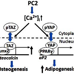Schema showing potential interactions between polycystins and Hippo ...