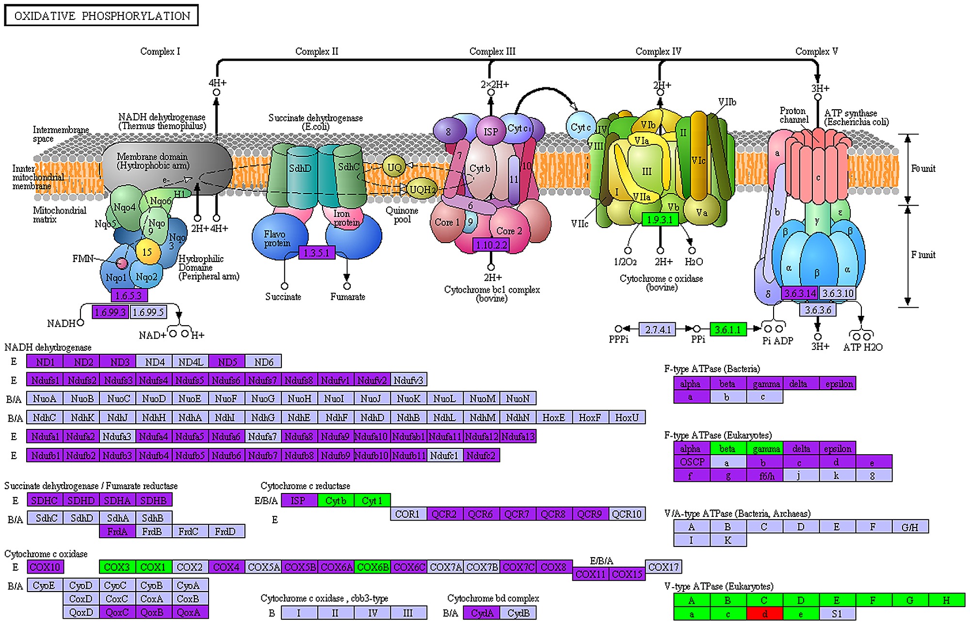 Oxidative Phosphorylation Pathway