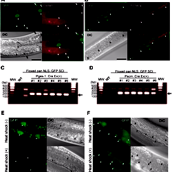 Cre-mediated floxed GFP inactivation.