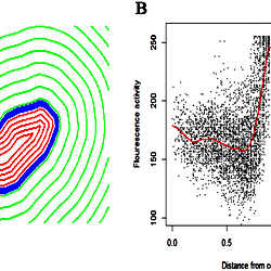 Radial distance map of a cell.