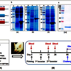 a. Schematic diagram of three recombinant vaccine candidates; F1, LcrV ...