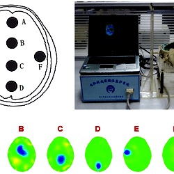 The procedure of EIT validation experiment in realistic head phantom.