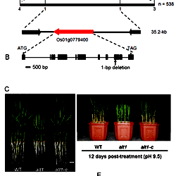 Map-based cloning of ALT1 and complementation analysis.