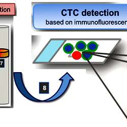 Basic principle of CTC isolation.