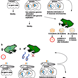 Variation in hybridogenetic hybrid emergence between populations of ...