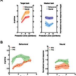 Larger protection zones ease the target task, but not the masker task.