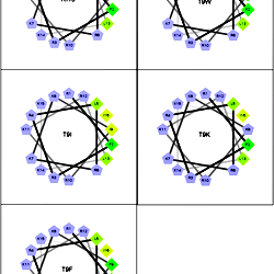 Helical wheel projections of the peptides.