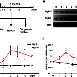 Myh10 Is Upregulated During Ciliogenesis.