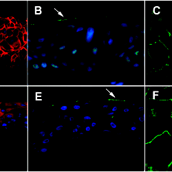 Immunofluorescence localization of tight junction components Cldn-1 (A ...
