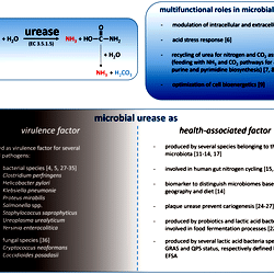 Schematic representation of the reaction catalyzed by microbial urease ...