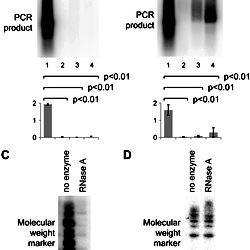 RNase A activity on DNA.