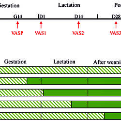 Schematic diagram showing the four time points at which VAS was ...