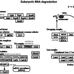 Diagram of RNA degradation.