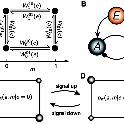 Equilibrium adaptation in a symmetric feedforward SAS.