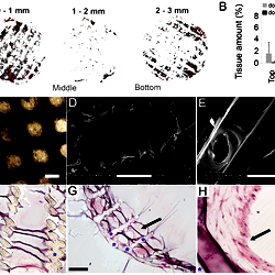 Processed images can be analysed to quantify tissue formation with high ...
