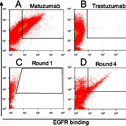 FACS analysis of REAL-Select enrichment of matuzumab-displaying cells.