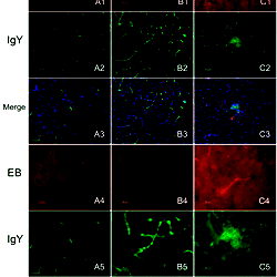 Immunofluorescence staining to detect IgY leakage in EB perfused and ...