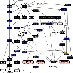 Focal adhesion pathway analysis.
