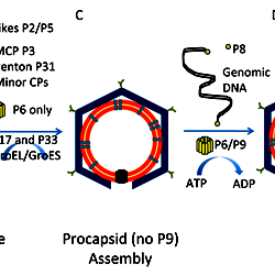 Proposed model for PRD1 procapsid assembly, genome packaging and virus ...