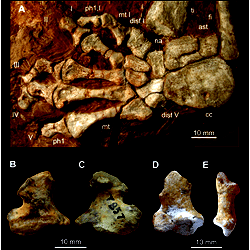 Ray I in Dimetrodon and Biarmosuchus.