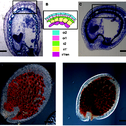 stk mutant seeds present defects in seed coat PA accumulation.