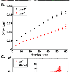 The par2 segregation system increases plasmid mobility.