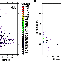 LL mutant birth size and fitness are more constrained than those of NLL ...