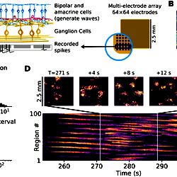Retinal waves recorded via high-density multi-electrode arrays.