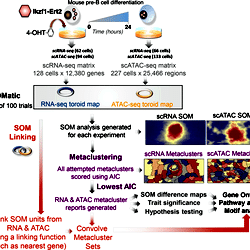 Single–cell multi–data integration using SOMs.