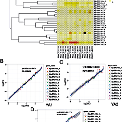 Expression patterns of BjuSPL genes and validate of candidate BjuSPLs ...