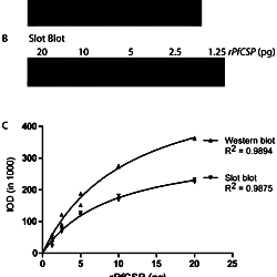Relationship between ECL-Western blot (ECL-WB) and ECL-SB.