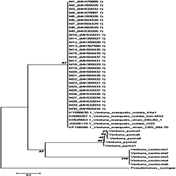 Phylogenetic relationship of Venturia inaequalis using the ...