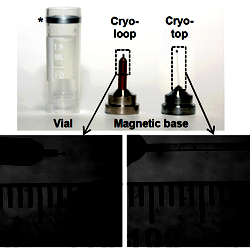 Custom-designed cryoloop and cryotop using CrystalCap Copper Magnetic.