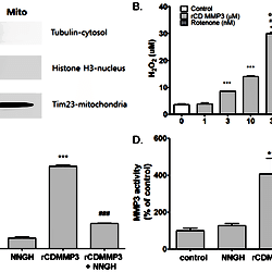 Recombinant catalytic domain of MMP3 (rCD MMP3) induced mitochondrial ...