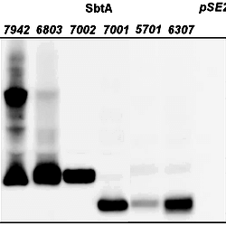 Relative accumulation of SbtA proteins expressed in enriched E. coli ...