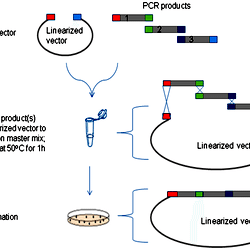 A diagram of the Hot Fusion process for multi-fragment assembly.