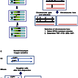 Genetic assays.