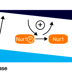 Nur1 establishes a positive feedback loop to promote Cdc14 release in ...