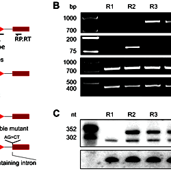 RPR is processed from a recipient intron.