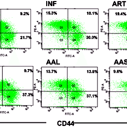 Cytometric analysis of CD62L and CD44 expressing memory subsets on ...