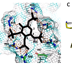 The 3D model of GAB1 PH domain.