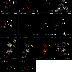 Loss of Notch pathway activity reveals the existence of a proneural ...