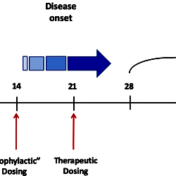 Schematic outlining T-cell colitis disease progression time course.