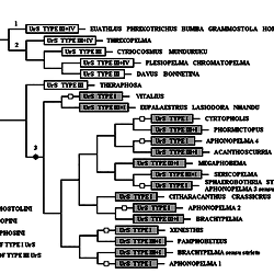 Hypothesis of urticating setae evolution based on the modified ...