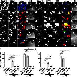 MAbs 2c and hu2c restrict cell-to-neuron (A-F) and neuron-to-cell ...