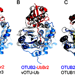 Comparison of OTUB2-Ub with other OTU-Ub complexes.