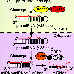 The canonical miRNA maturation pathway.