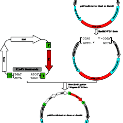 Construction strategy of the low-copy pMKPccdB reverse genetic vector ...